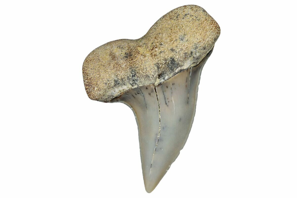 1.47" Fossil Shark Tooth (Carcharodon planus) - Bakersfield, CA (#306846) For Sale - FossilEra.com