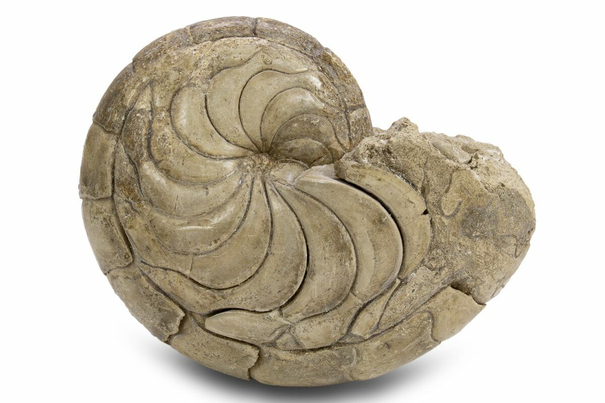 4.7" Fossil Nautilus (Aturia) - Boujdour, Morocco (#306911) For Sale ...