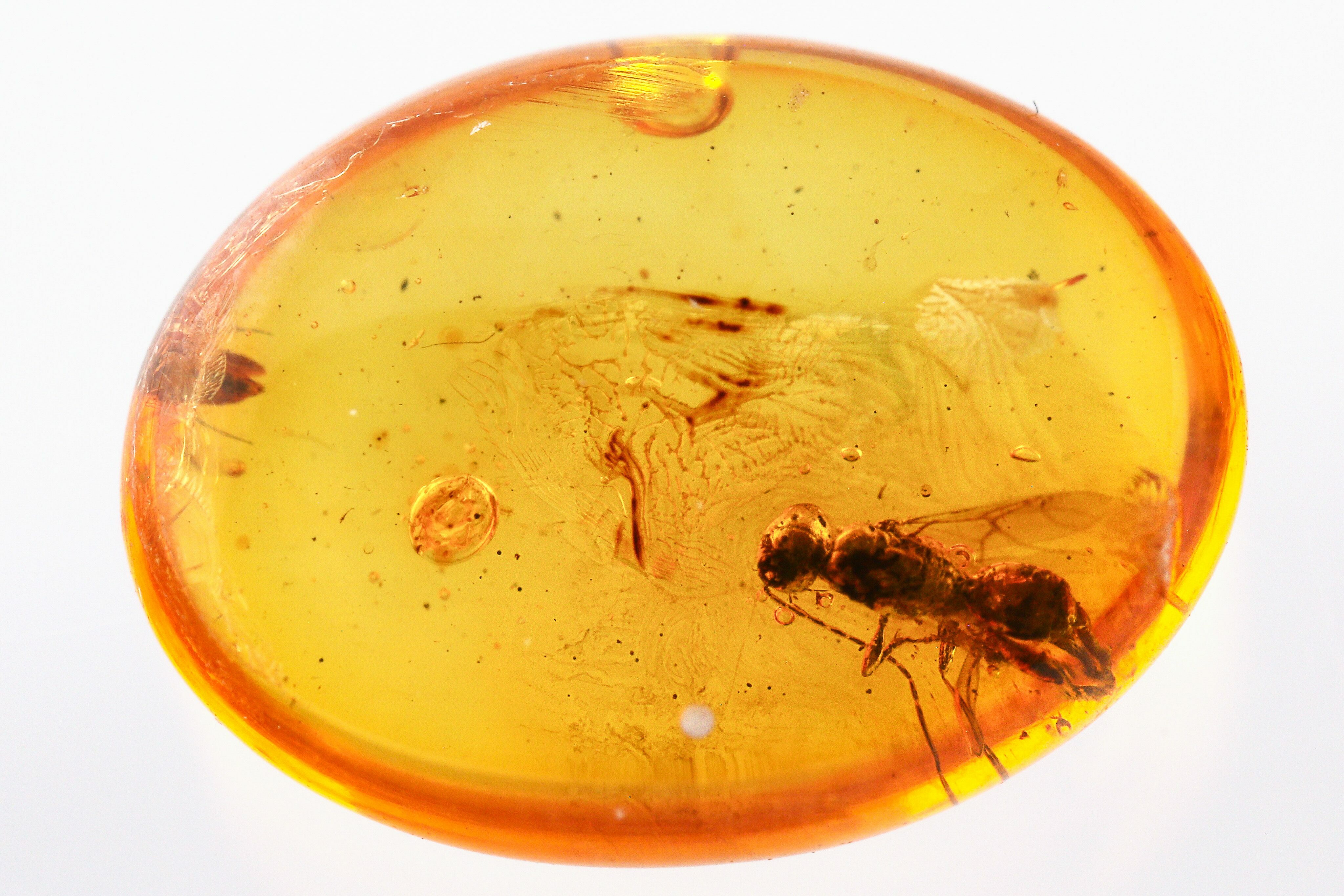 Detailed Fossil Wasp (Megalyridae) In Baltic Amber - Rare Family ...
