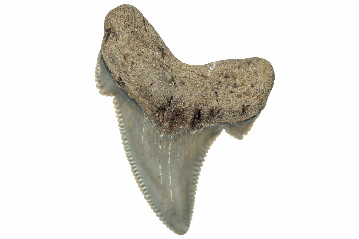 1.42" Serrated Angustidens Tooth - Megalodon Ancestor (#308037) For ...