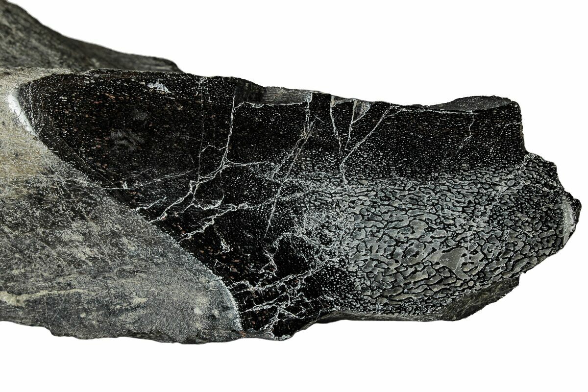 6.5" Polished Fossil Dinosaur Bone (Gembone) Section - Wyoming (#309395 ...