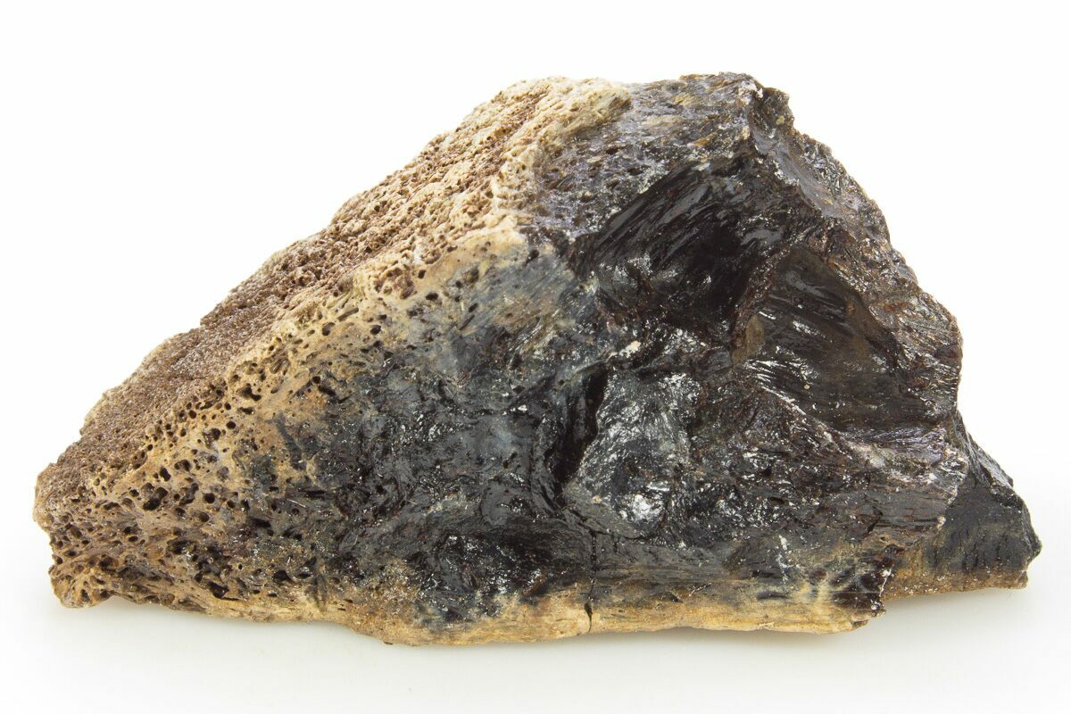 1.8" Fossil Tyrannosaur (T. rex) Bone Section - Wyoming (#309871) For ...