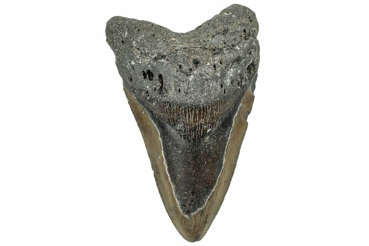 Bargain, 5.16" Fossil Megalodon Tooth - Serrated Blade (#309475) For ...