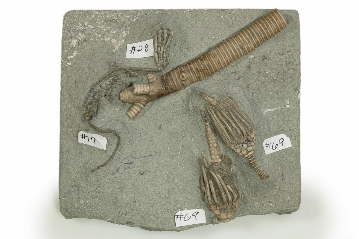 3.9" Fossil Crinoid Plate (Three Species) - Crawfordsville, Indiana ...