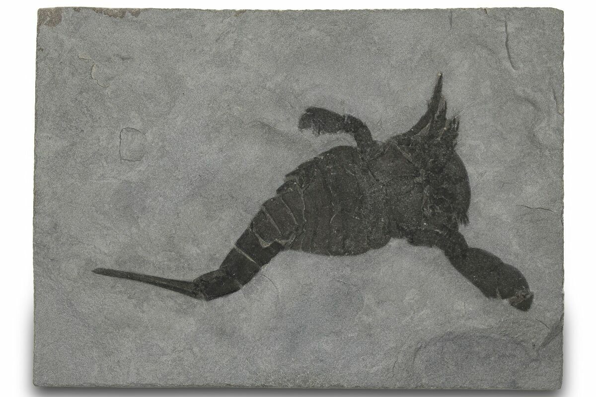 3.4" Eurypterus (Sea Scorpion) Fossil - New York (#310224) For Sale ...
