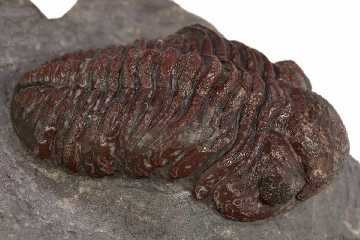 1.25" Red Austerops Trilobite - Hmar Laghdad, Morocco (#310290) For ...
