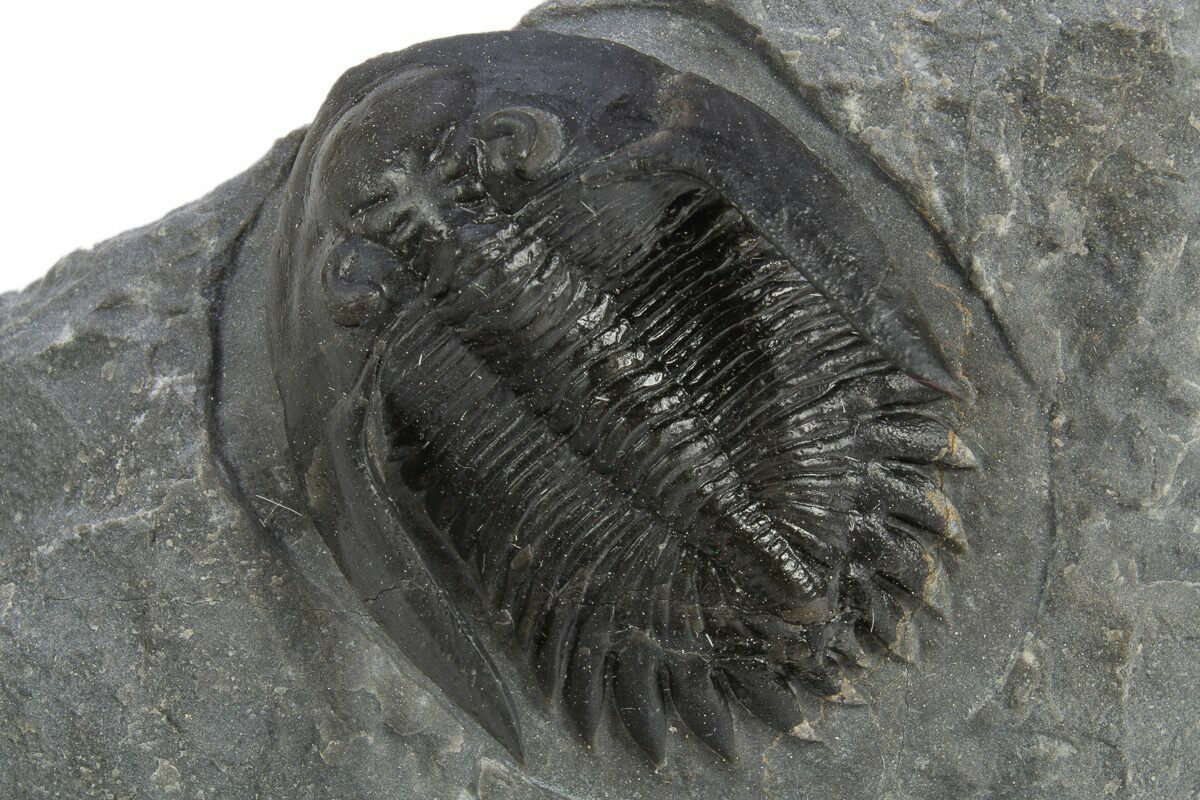 1.55" Mrakibina Trilobite - Free-Standing Genal Spines (#310512) For ...