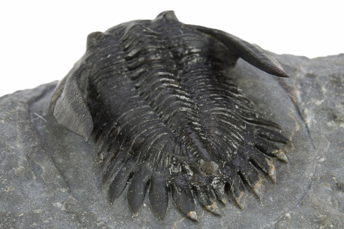 1.55" Mrakibina Trilobite - Free-Standing Genal Spines (#310512) For ...