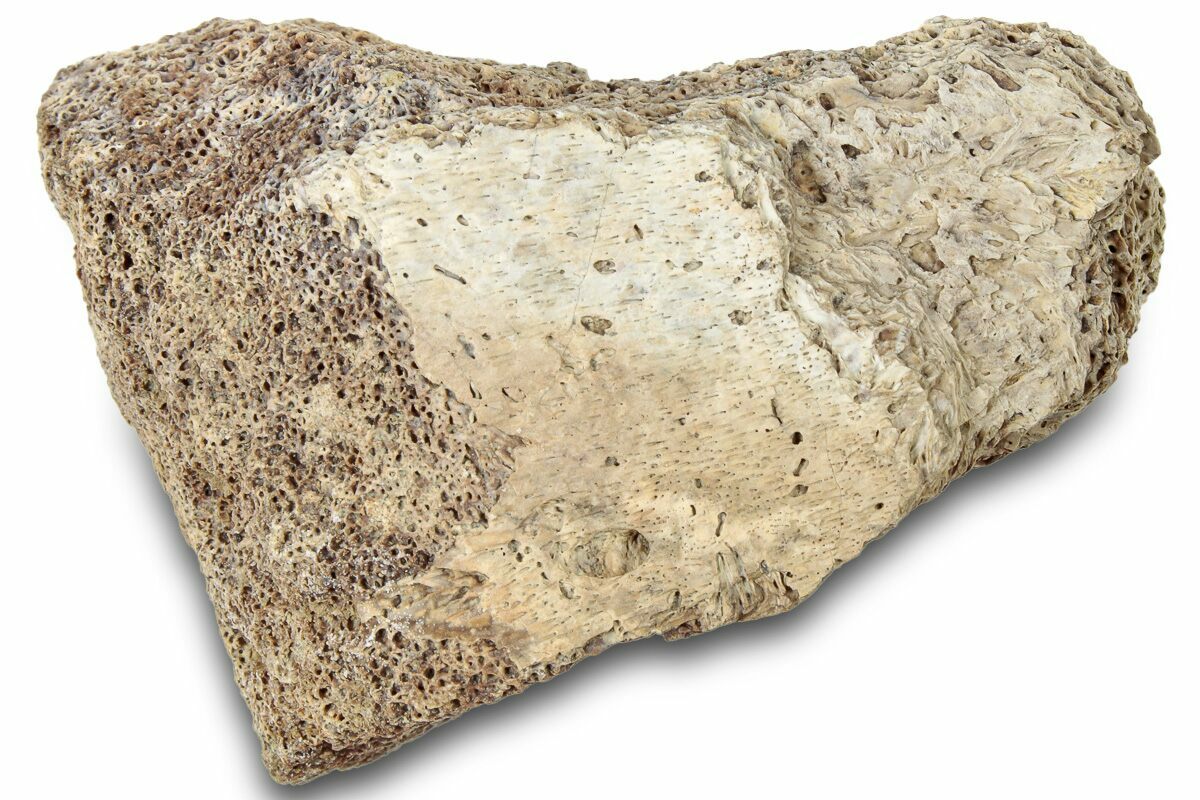 2" Dinosaur (Triceratops) Frill Shield Section - Montana (#310539) For ...