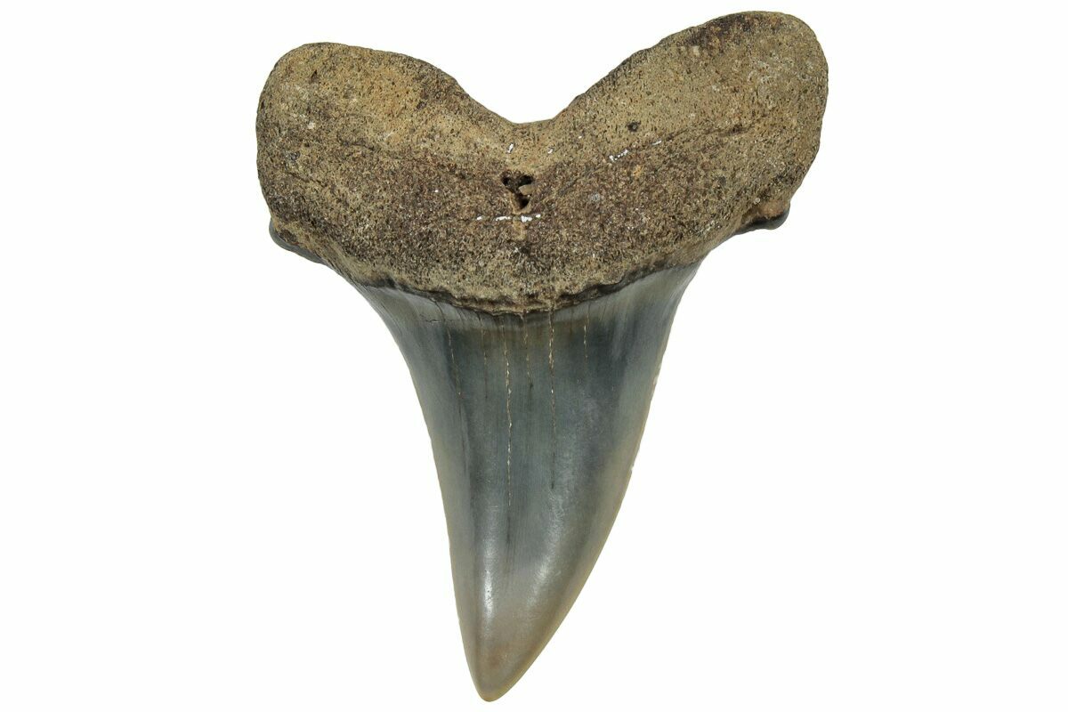 1.58" Fossil Long-Fin Mako (Isurus retroflexus) Tooth - South Carolina ...