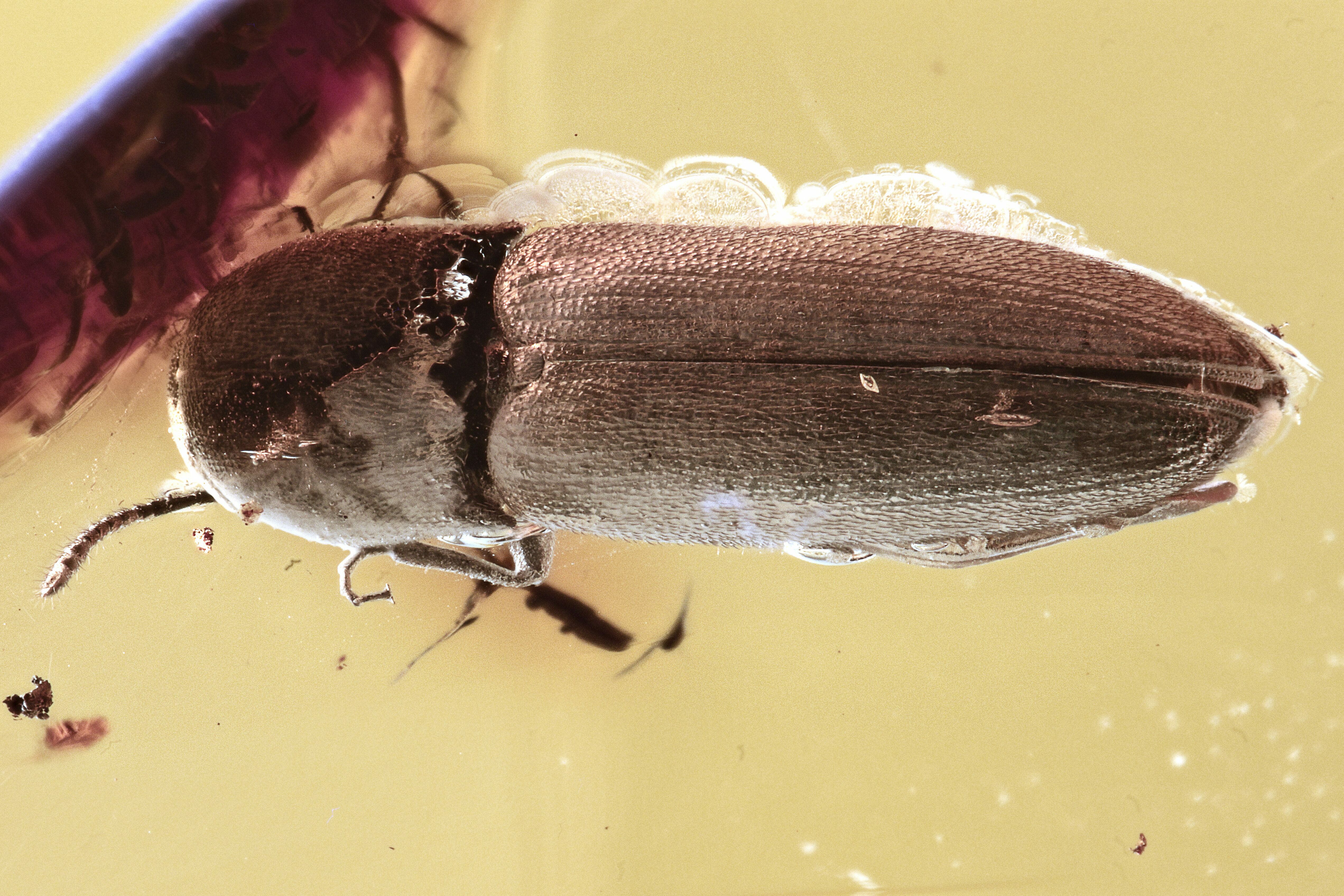 Detailed Fossil False Click Beetle (Eucnemidae) in Baltic Amber ...