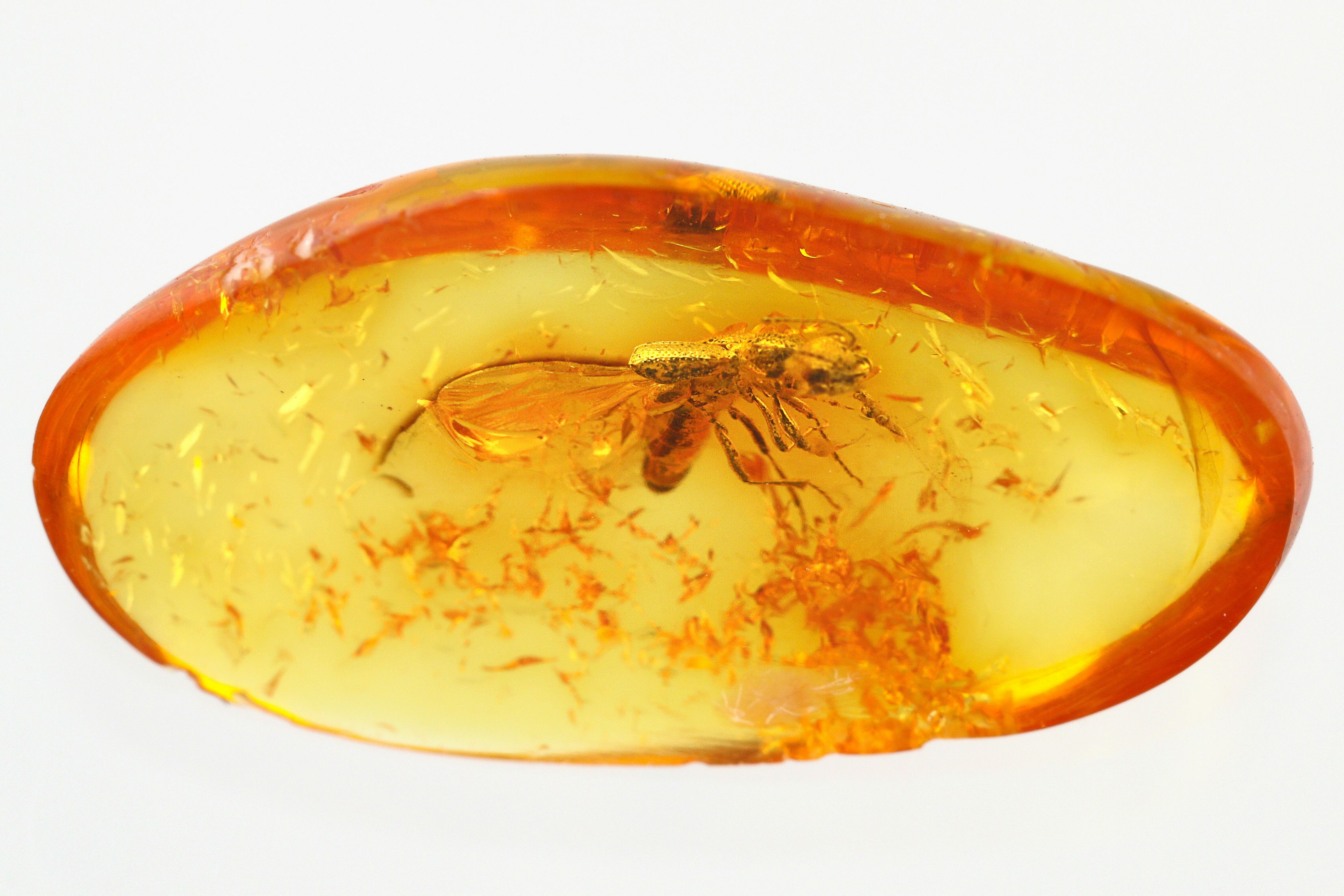 Detailed Fossil Rove Beetle (Paederinae) in Baltic Amber (#310913) For ...