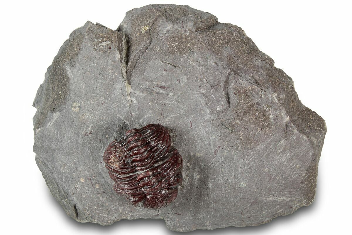 1.4" Red Morocops Trilobite - Hmar Laghdad, Morocco (#311252) For Sale ...