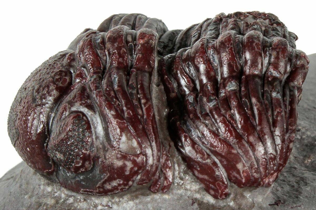 1.4" Red Morocops Trilobite - Hmar Laghdad, Morocco (#311252) For Sale ...
