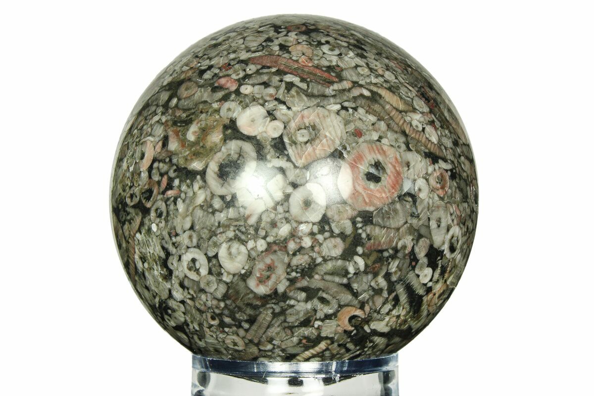 3.1" Colorful Fossil Crinoid Stems In Marble Sphere (#311570) For Sale ...