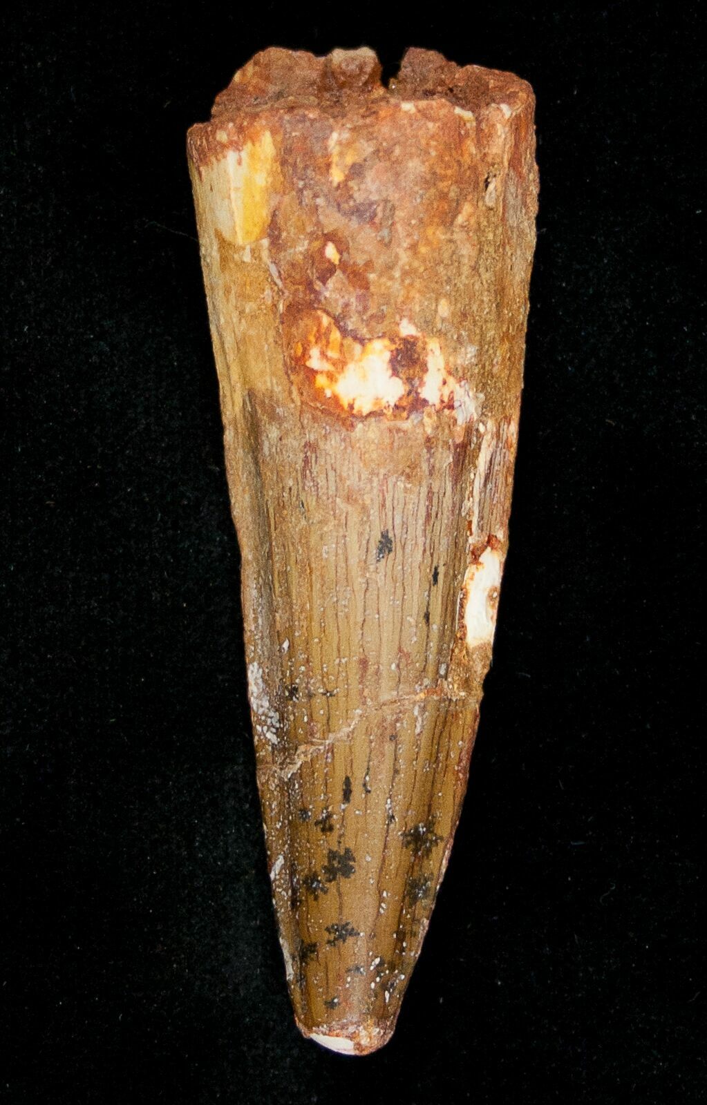2.09" Spinosaurus Tooth - Aquatic Dinosaur (#16996) For Sale ...