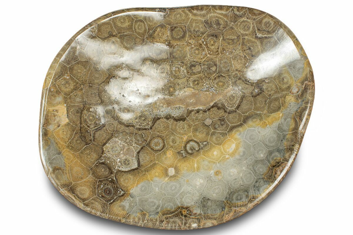 7.8" Polished Fossil Coral (Actinocyathus) Dish - Morocco (#312158) For ...