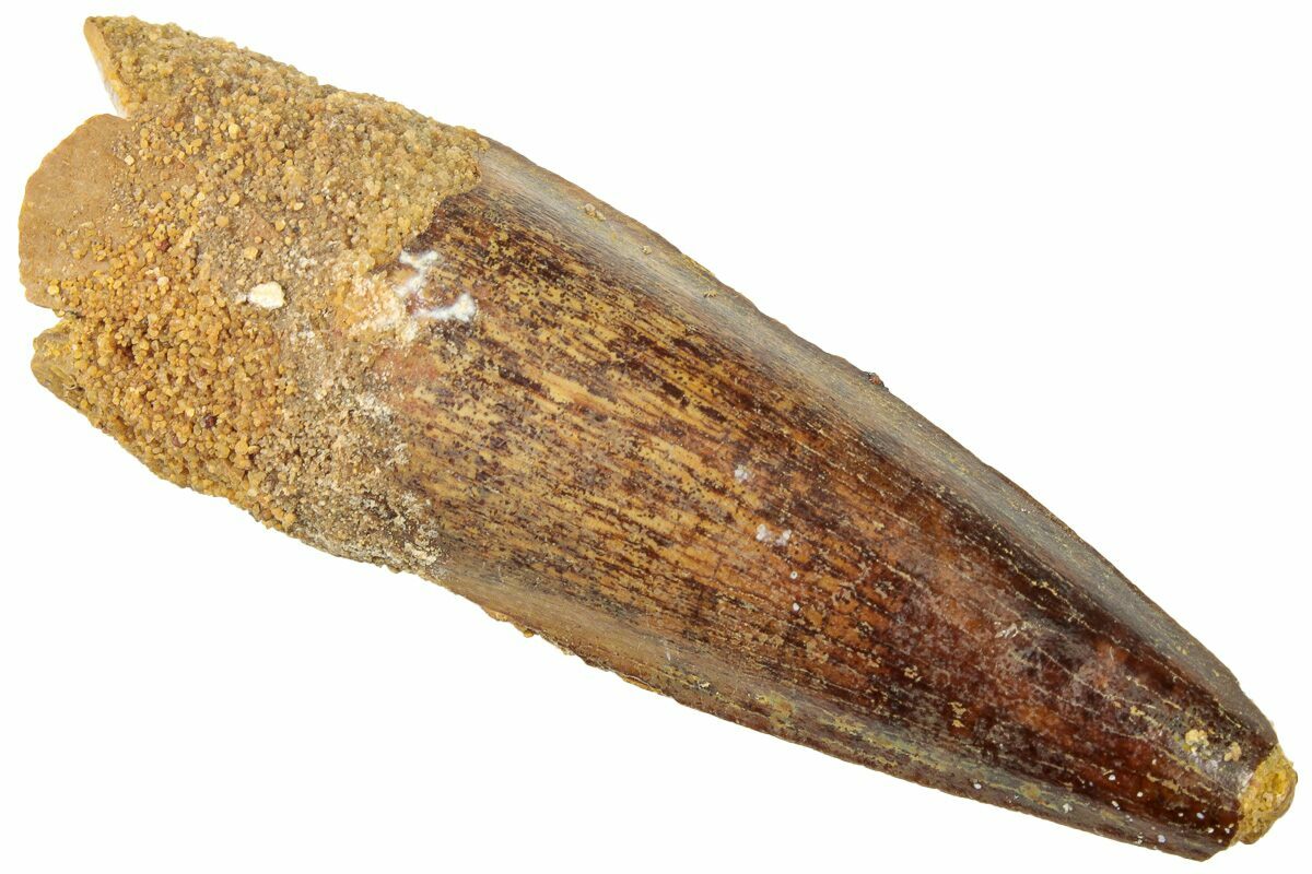 2.39" Fossil Spinosaurus Tooth - Real Dinosaur Tooth (#312930) For Sale ...