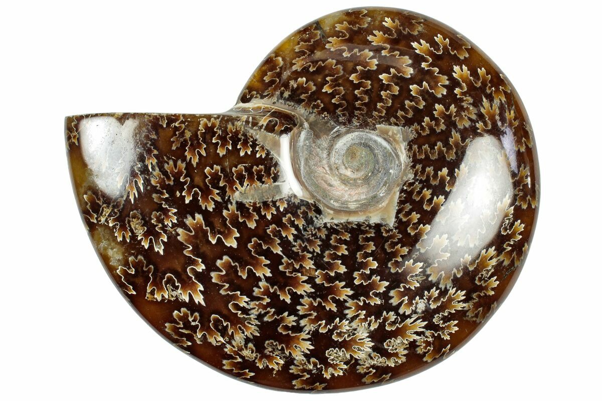 4.25" Polished Cretaceous Ammonite (Cleoniceras) Fossil - Madagascar ...