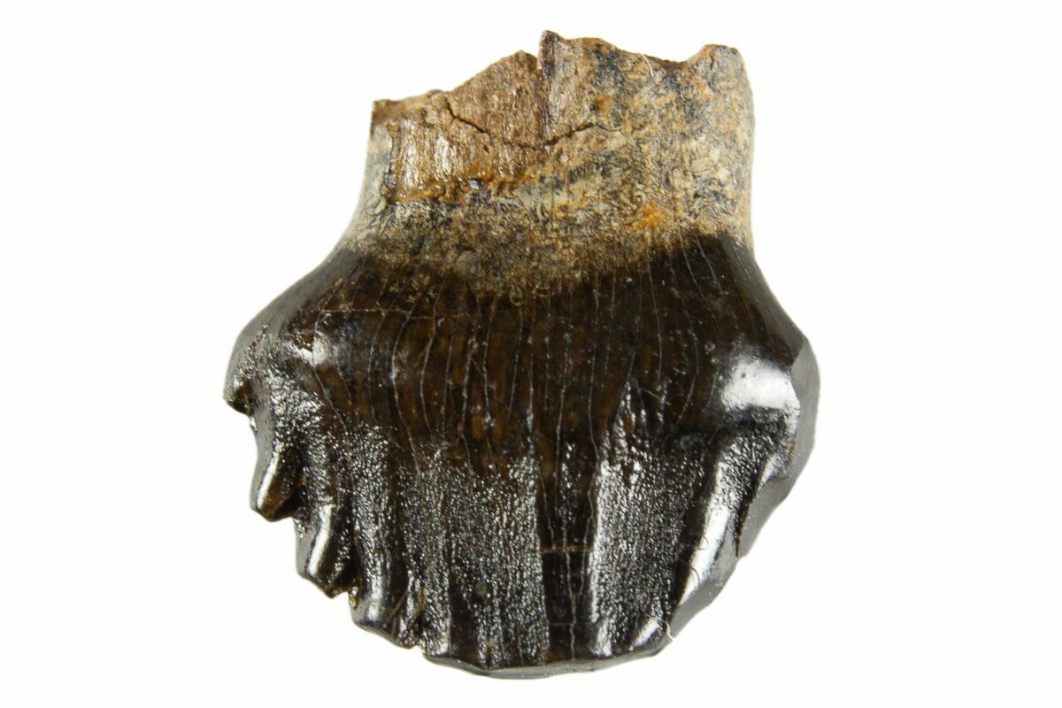.38" Fossil Nodosaur Tooth - Judith River Formation (#313227) For Sale ...