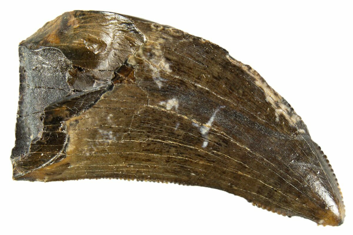 1.22" Serrated Tyrannosaur Tooth - Judith River Formation (#313302) For ...
