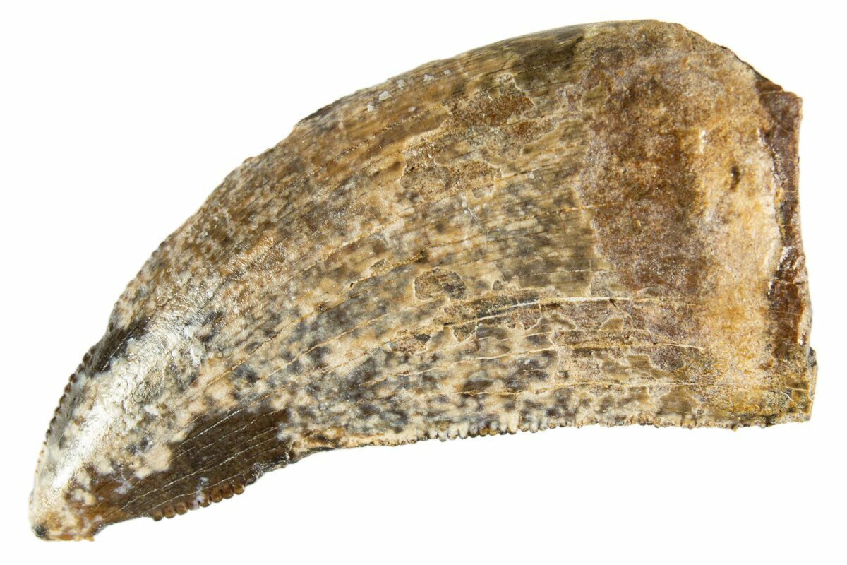 1.22" Serrated Tyrannosaur Tooth - Judith River Formation (#313302) For ...