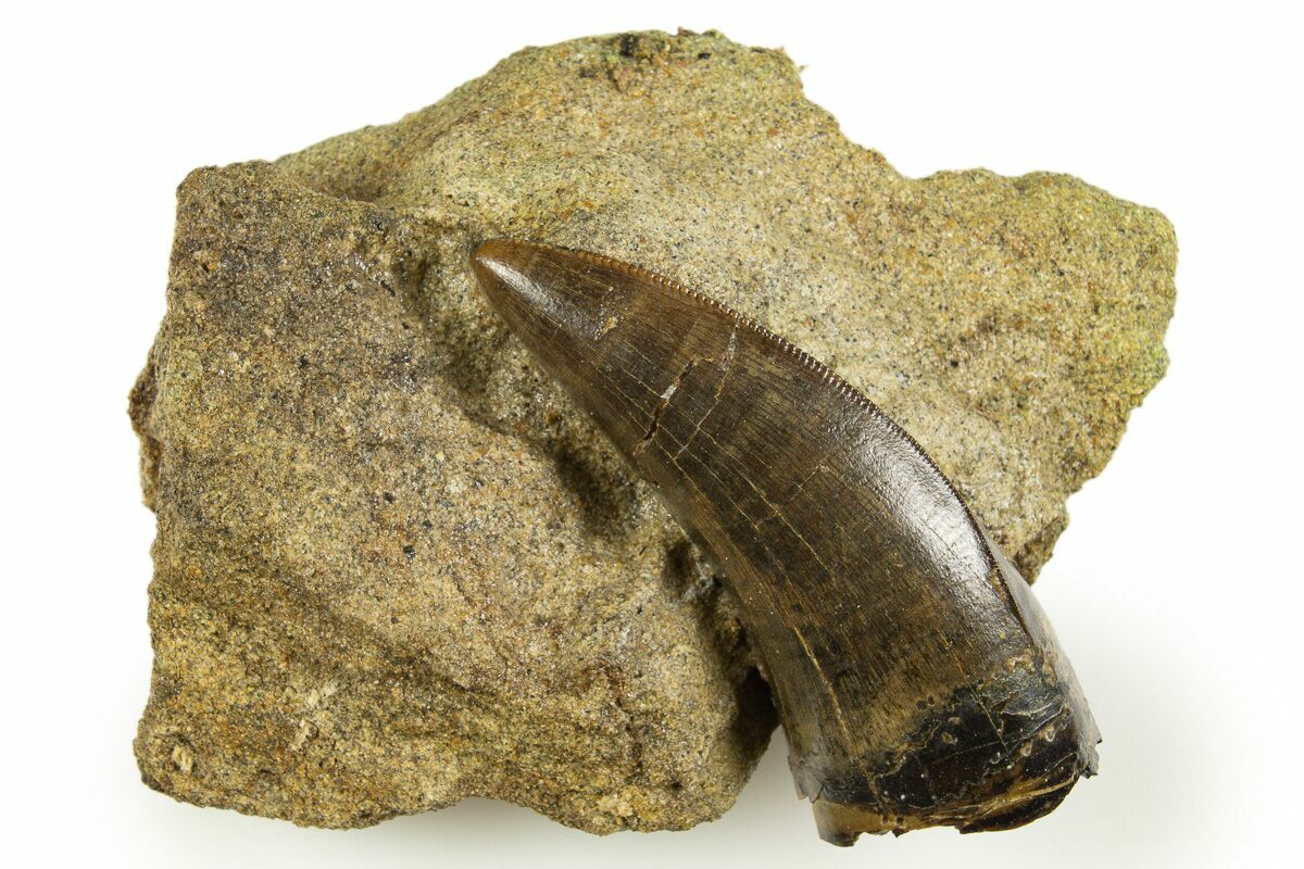 1.80" Serrated Tyrannosaur Tooth in Situ - Judith River Formation ...