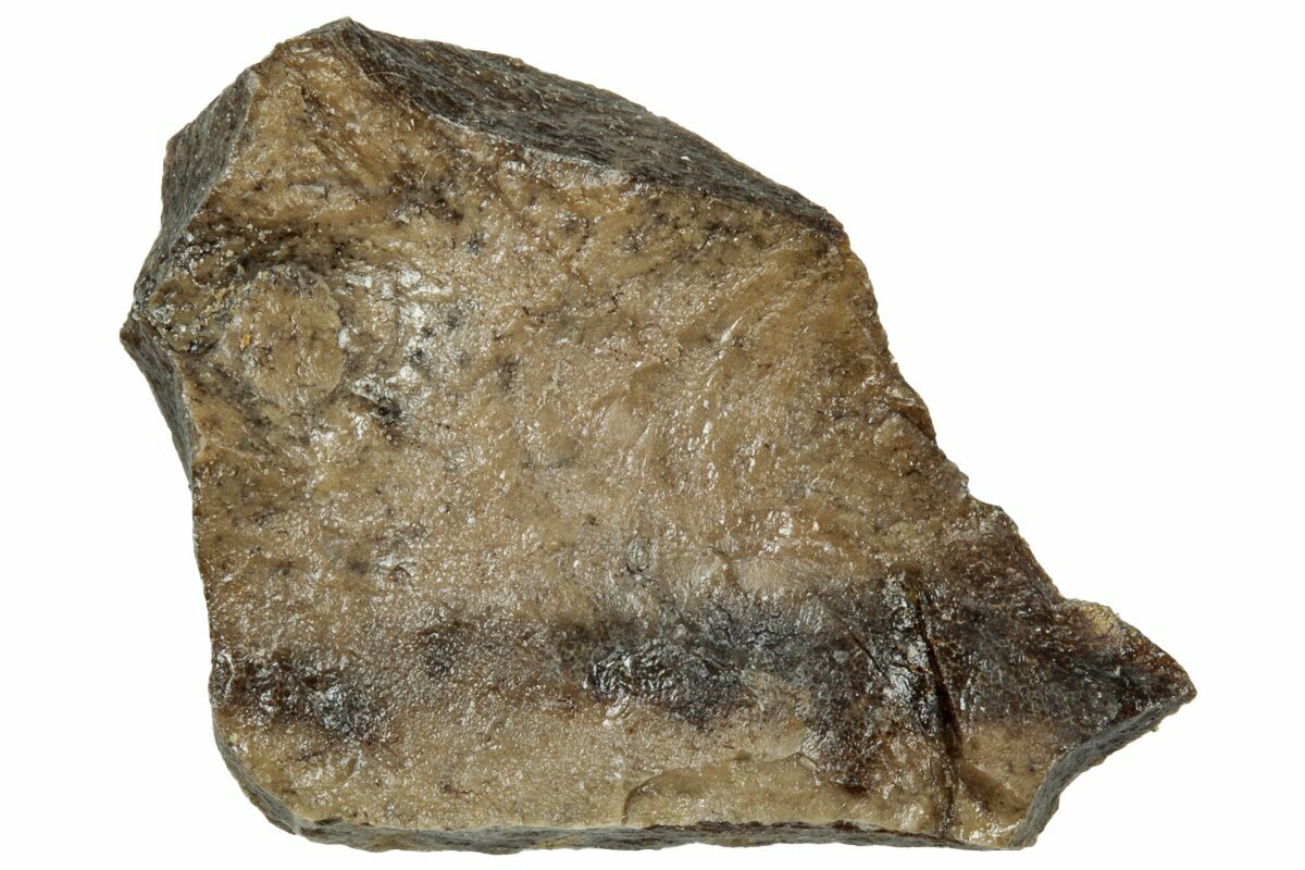 .8" Fossil Tyrannosaur (T. rex) Bone Section - Wyoming (#314133) For ...