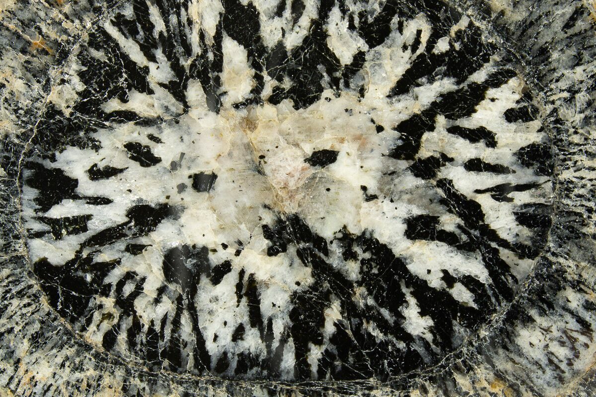 4.05" Polished Orbicular Granite Section - Western Australia (#314229 ...