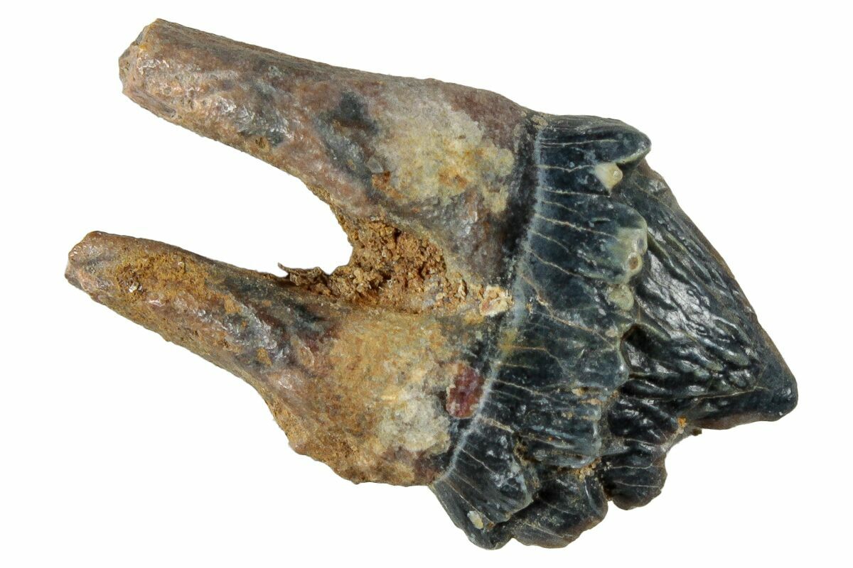 .80" Fossil Squalodon Whale Tooth - South Carolina (#314670) For Sale ...