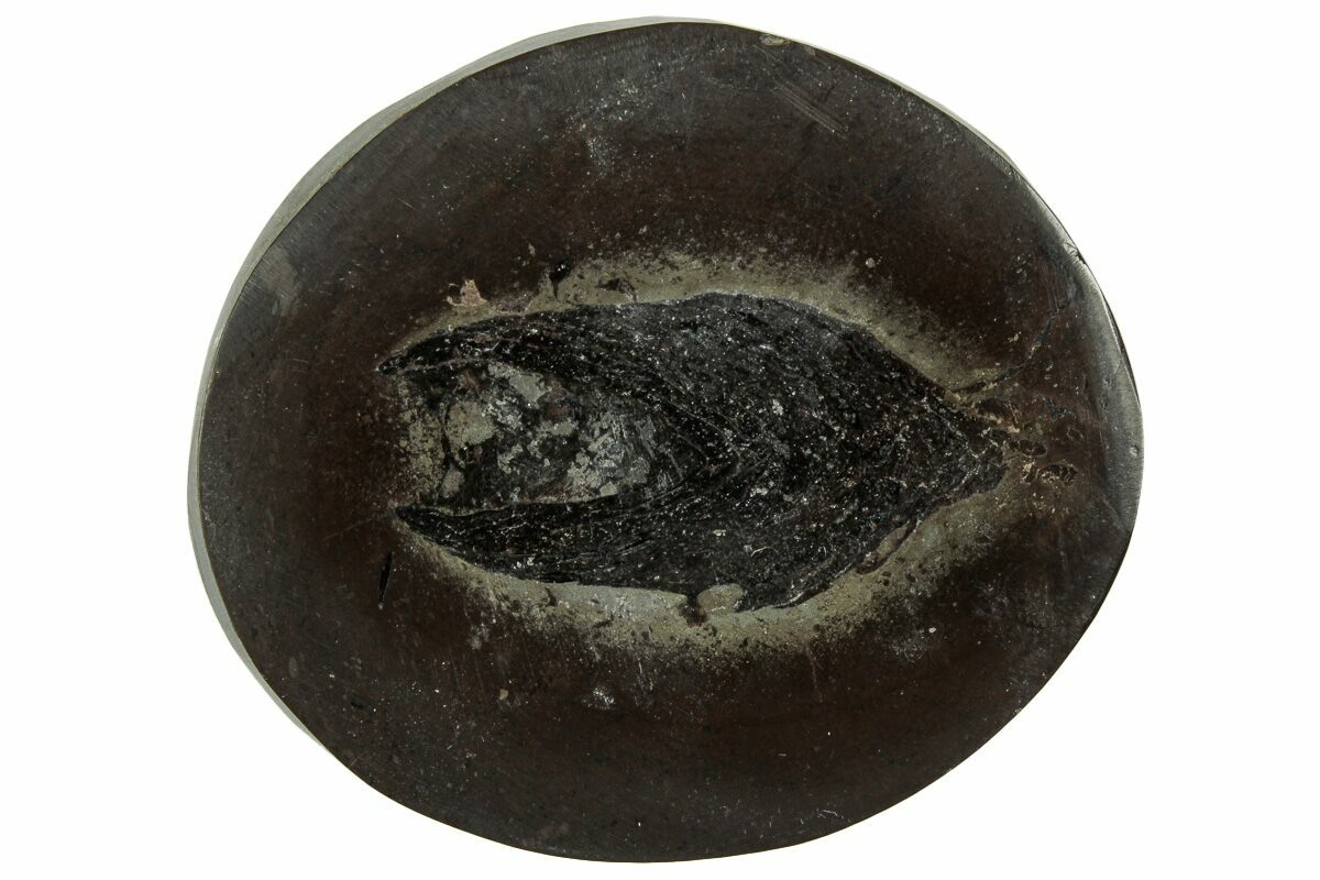 2.15" Polished Fish Coprolite (Fossil Poo) Nodule Half - Scotland ...