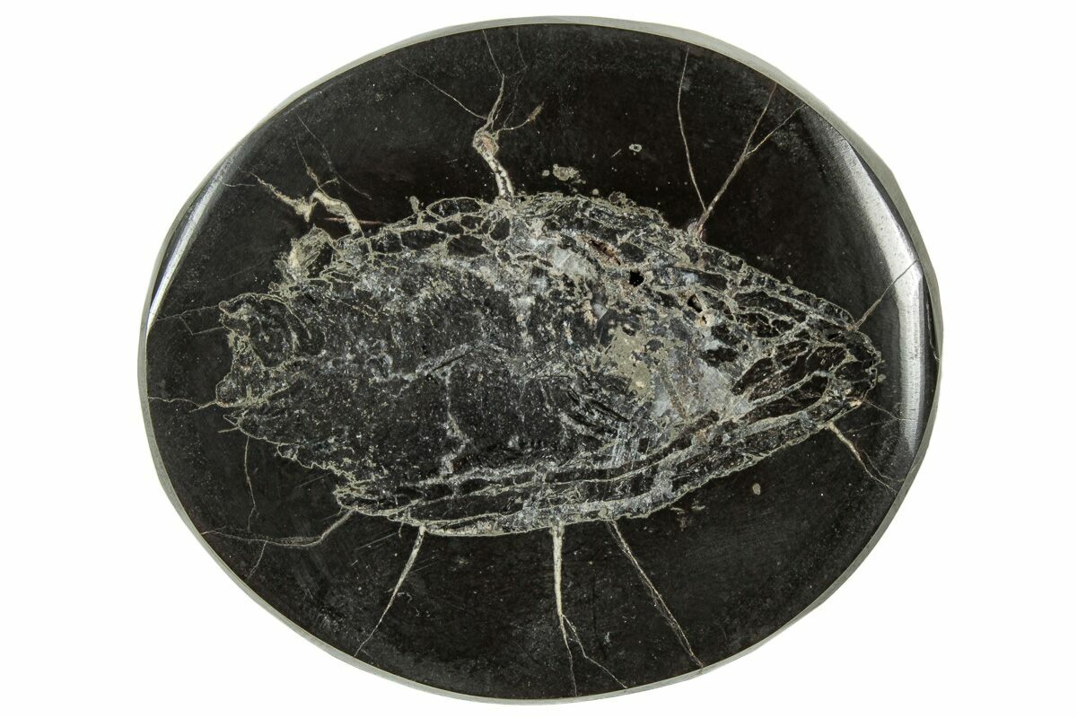 2.15" Polished Fish Coprolite (Fossil Poo) Nodule Half - Scotland ...