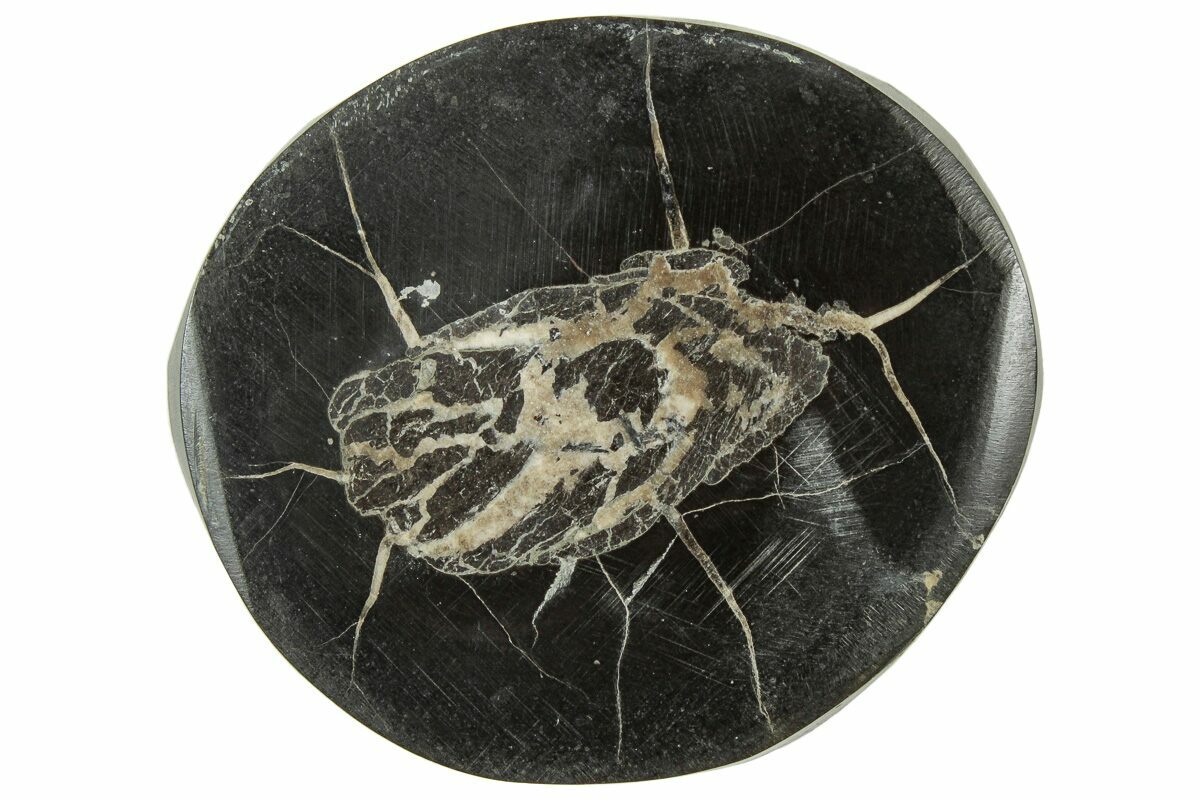 2" Polished Fish Coprolite (Fossil Poo) Nodule Half - Scotland (#314902 ...