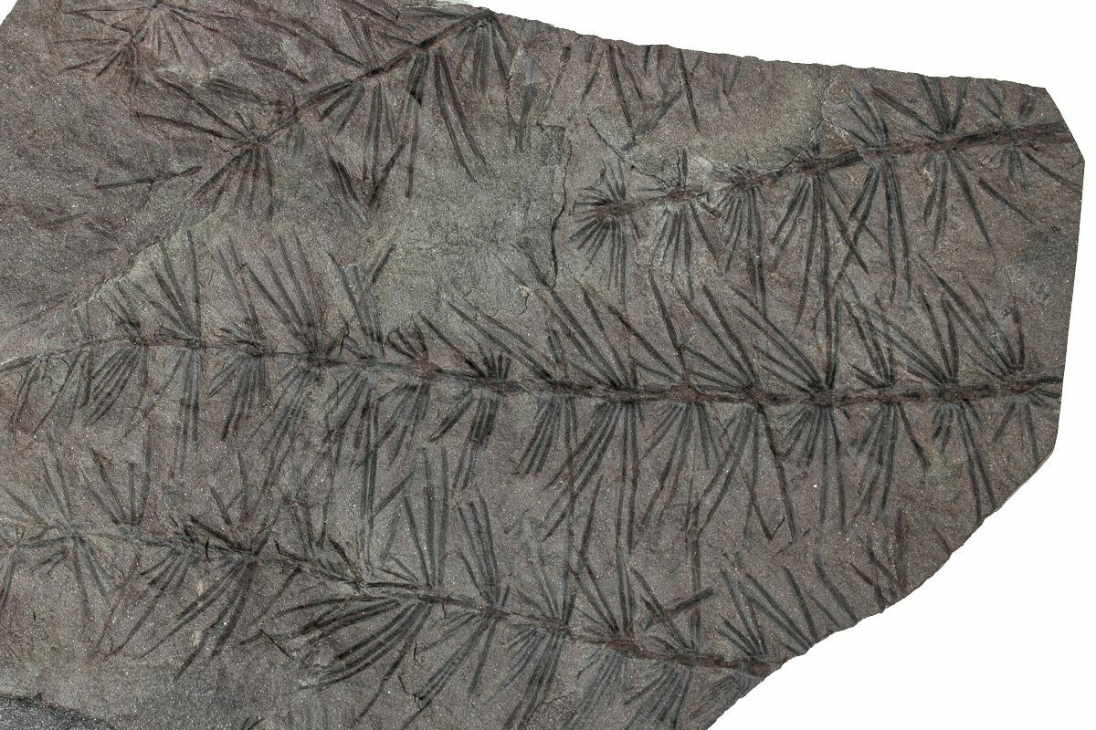 7.1" Fossil Pennsylvanian Horsetail (Asterophyllites) Plate - France ...