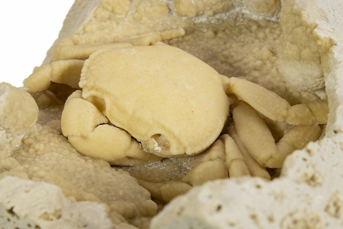 3.15" Fossil Crab (Potamon) Preserved in Travertine - Turkey (#315135 ...