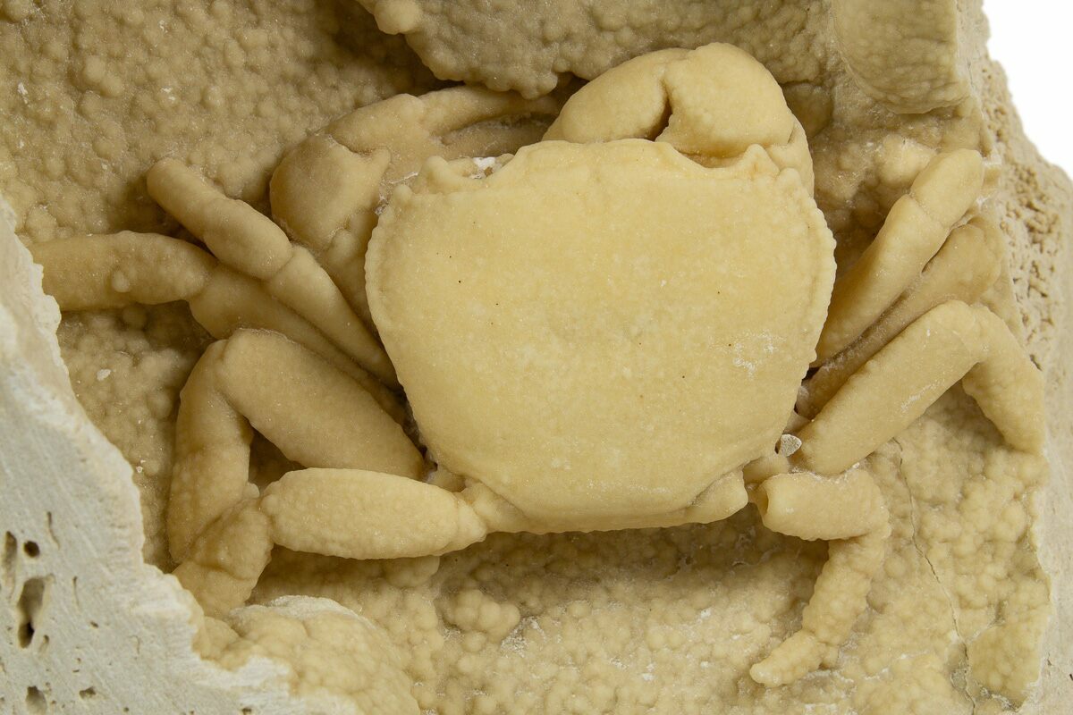 3.15" Fossil Crab (Potamon) Preserved in Travertine - Turkey (#315135 ...