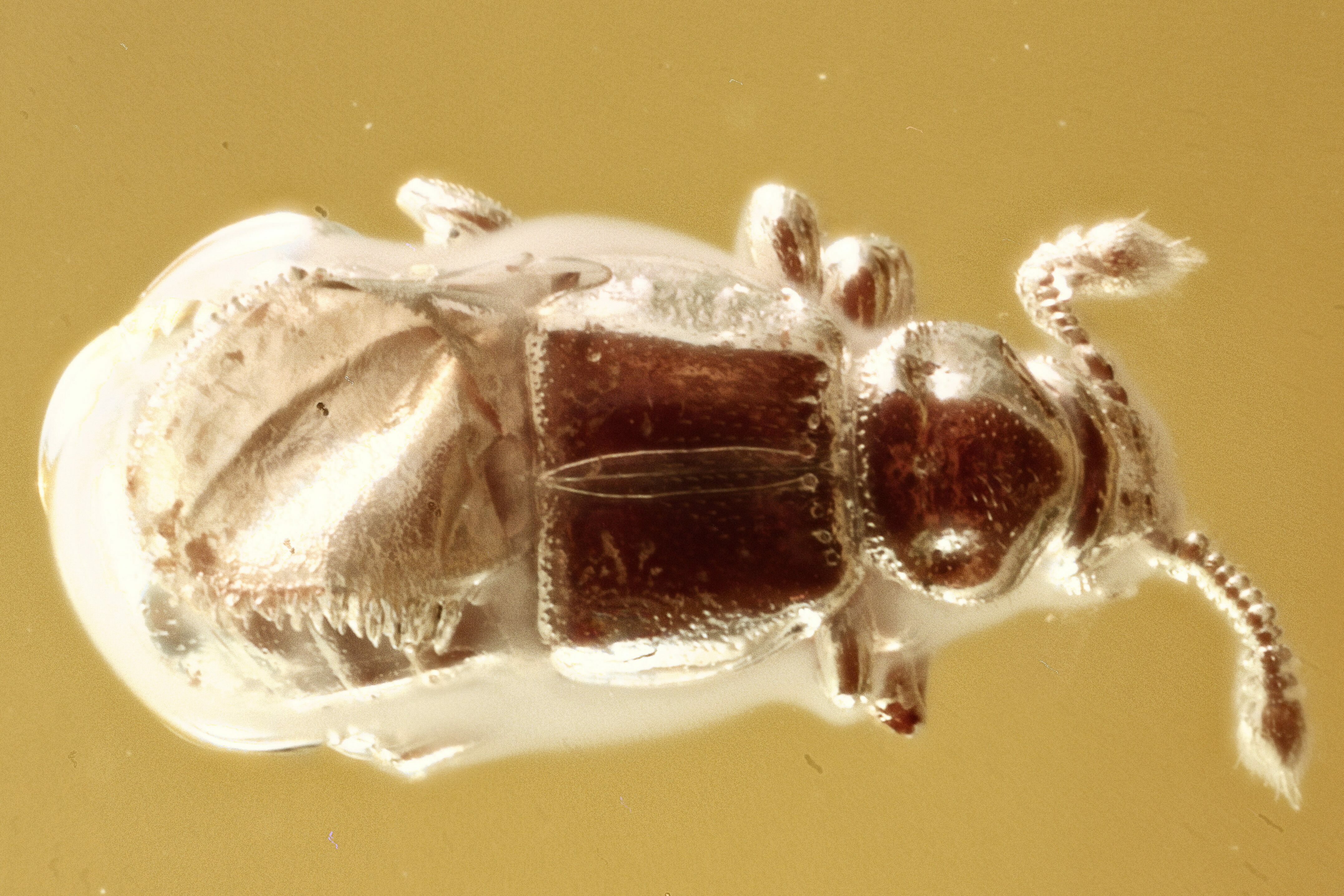 Detailed Fossil Ant-Loving Beetle (Pselaphinae) in Baltic Amber ...