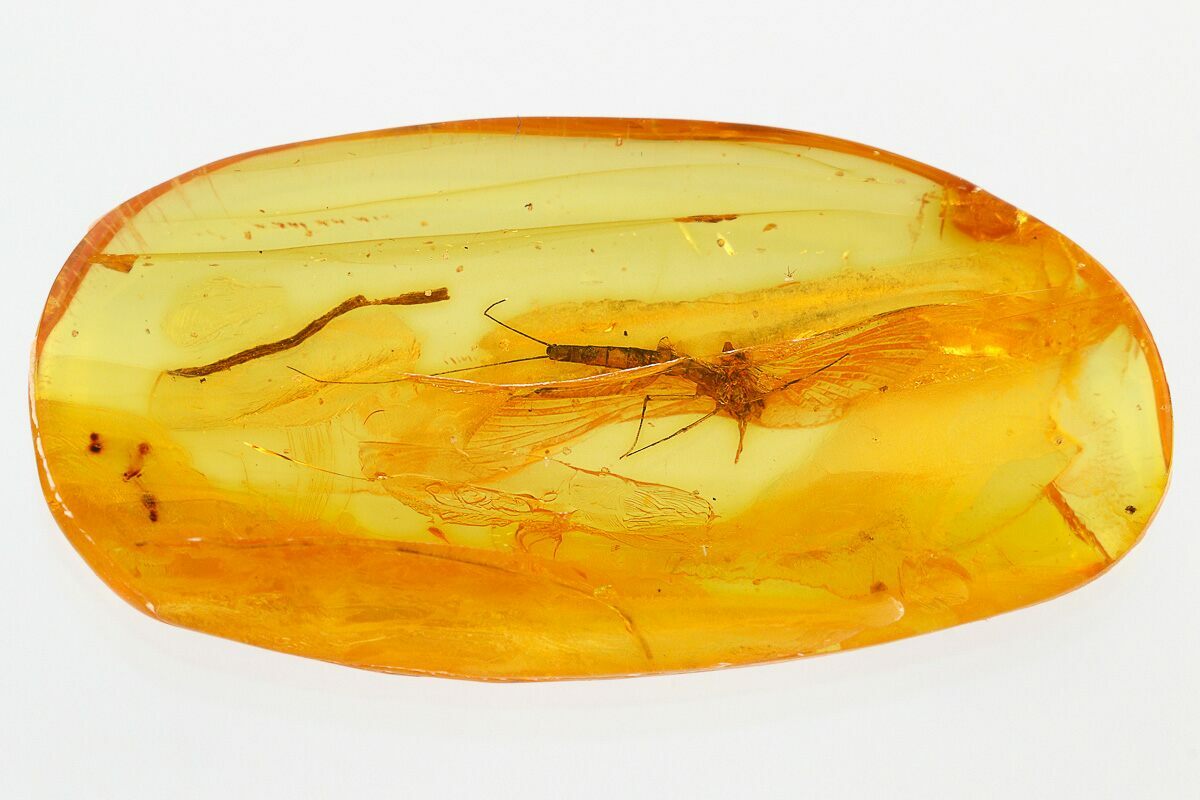 Detailed Fossil Mayfly (Ephemeroptera) In Baltic Amber (#315580) For ...