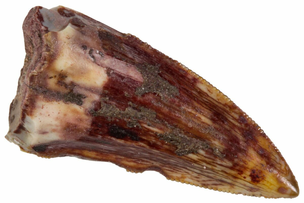 .52" Triassic Theropod Dinosaur (Coelophysis) Tooth - Texas (#315714 ...