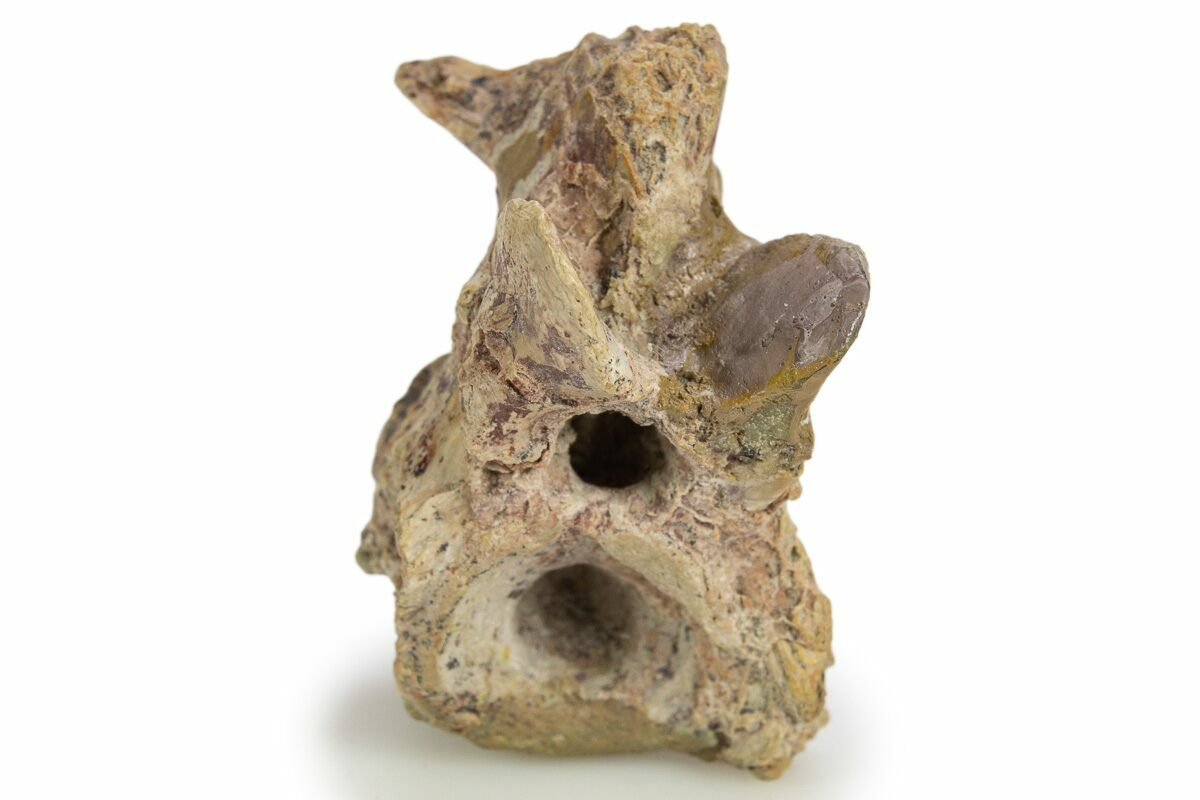 1.4" Fossil Synapsid (Edaphosaurus) Vertebra - Texas (#315768) For Sale ...