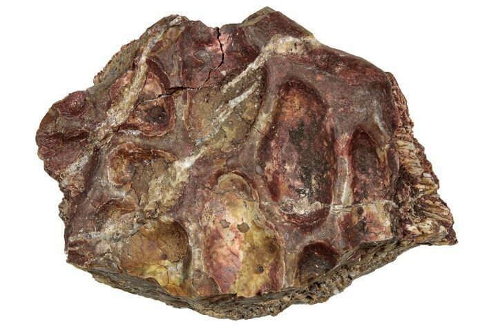1.65" Triassic Temnospondyl (Primitive Amphibian) Scute Section - Texas ...
