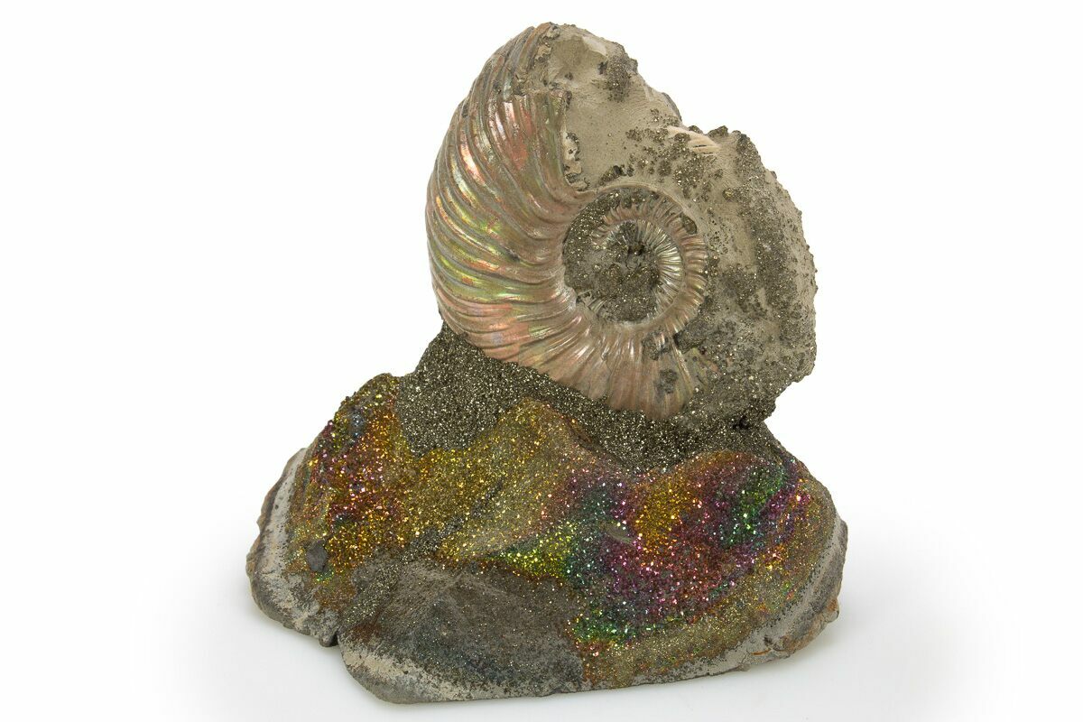 2.85" Iridescent, Pyritized Ammonite (Quenstedticeras) Fossil Display ...
