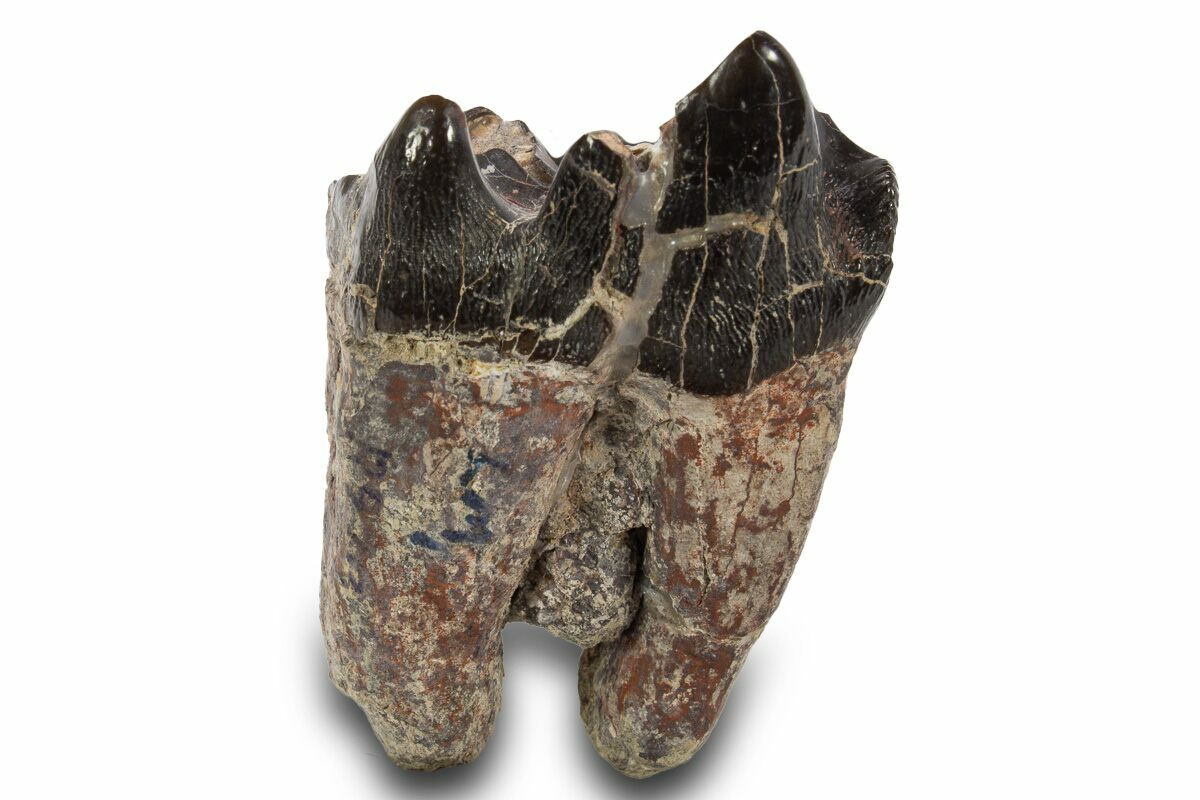 2" Fossil Eocene Coryphodon Mammal Tooth - Wyoming (#316448) For Sale ...