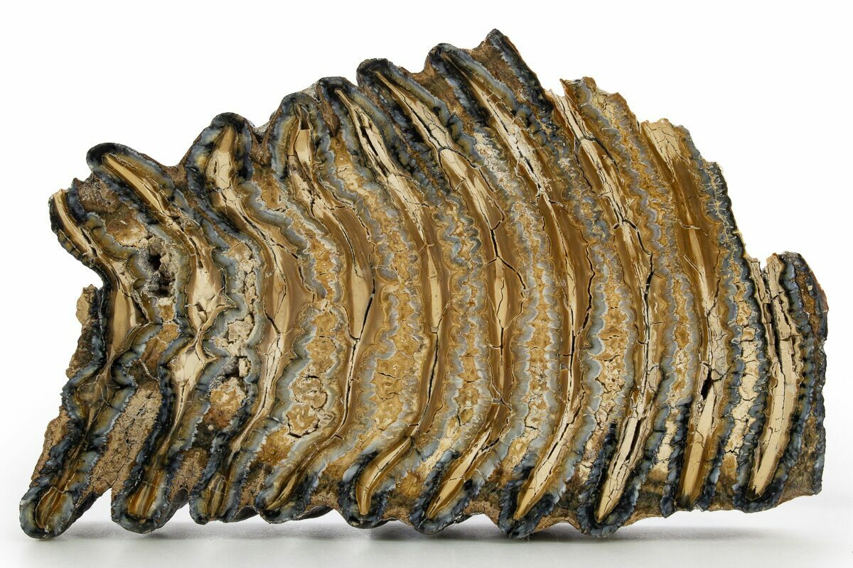 5.2" Polished Mammoth Molar Slice - South Carolina (#316539) For Sale ...