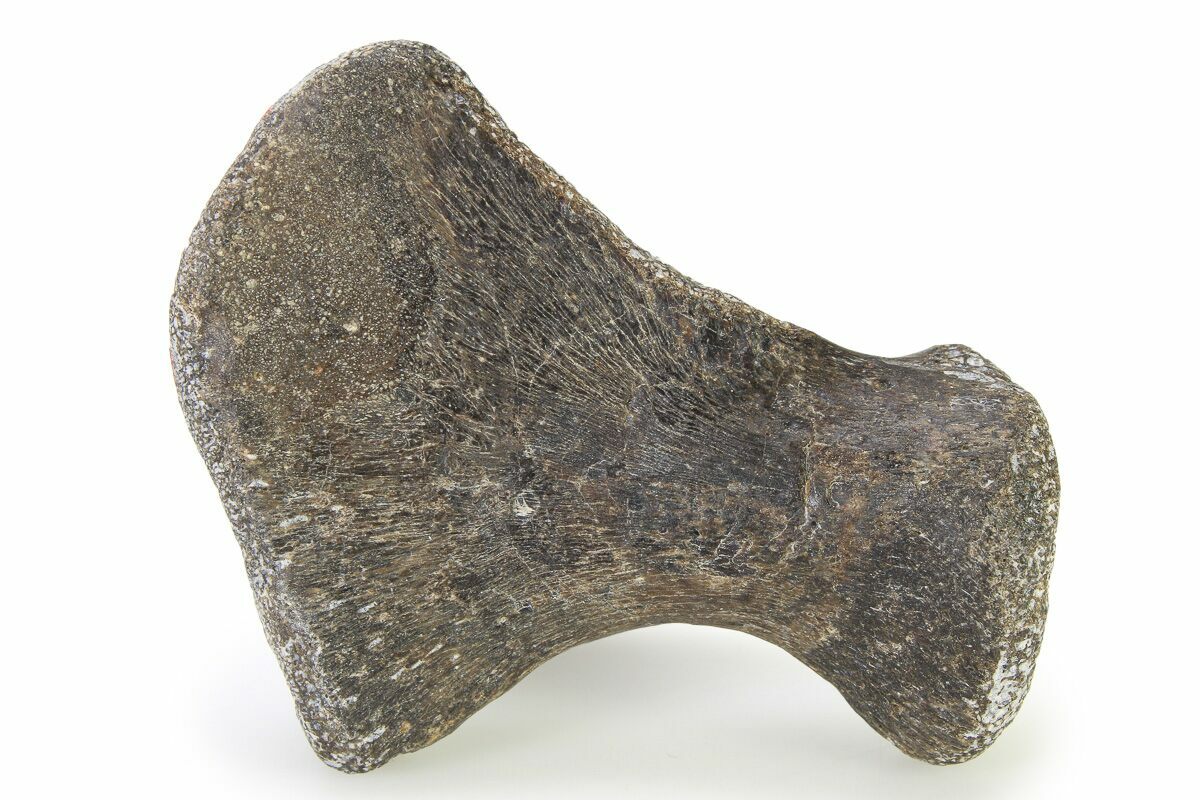 2.4" Fossil Mosasaur Paddle Bone - Texas (#316364) For Sale - FossilEra.com