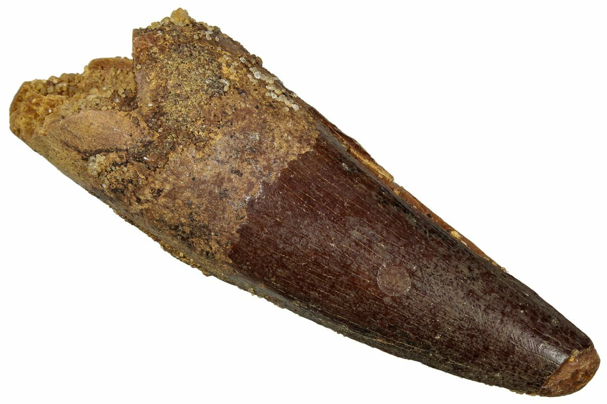 2.39" Fossil Spinosaurus Tooth - Real Dinosaur Tooth (#316785) For Sale ...