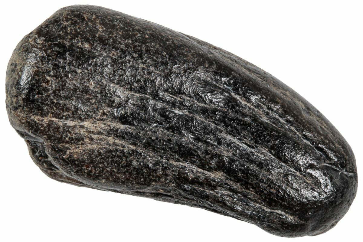 Rare, .91" Fossil Theropod Tooth - England (#316990) For Sale ...