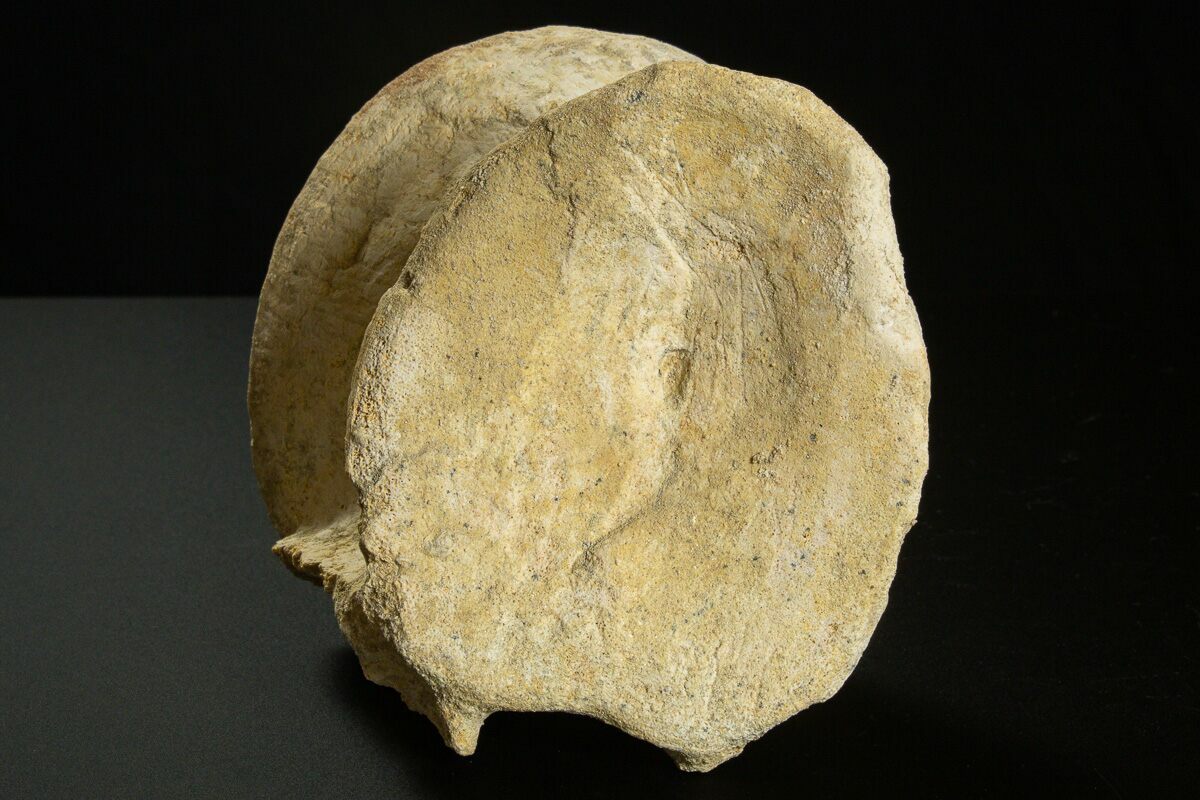 4" Fossil Plesiosaur (Zarafasaura) Vertebra - Morocco (#317012) For ...
