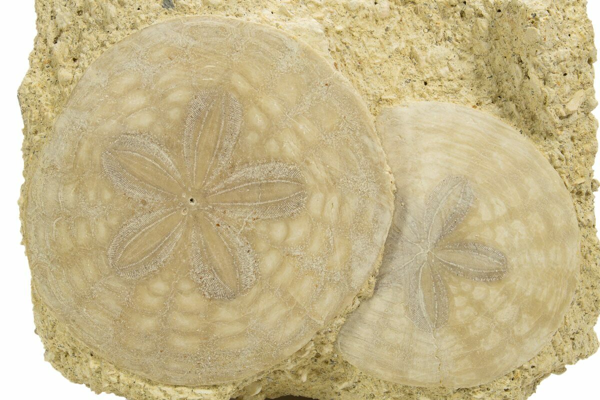 Two Fossil Sand Dollars (Scutella) - France (#317719) For Sale ...