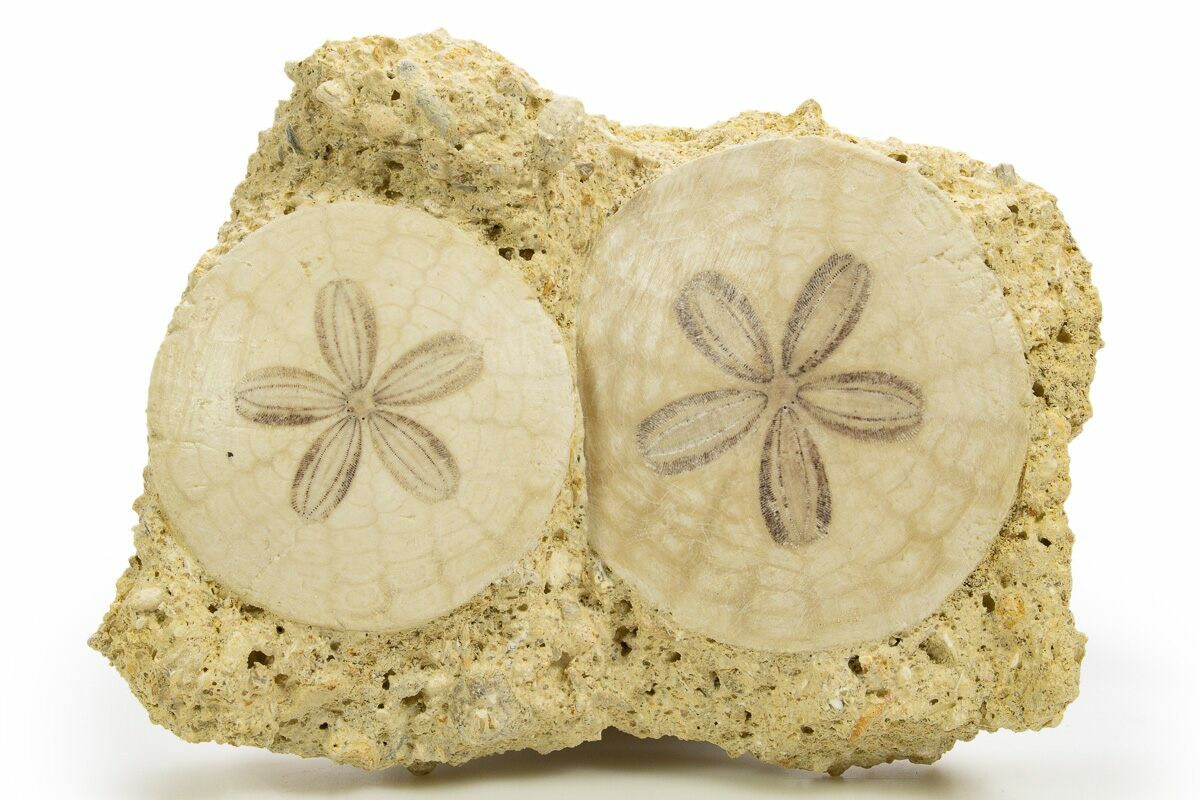 Two Fossil Sand Dollars (Scutella) - France (#317750) For Sale ...